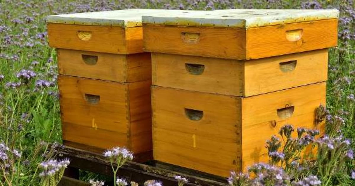 Plans to Build an Apiary – Chez Artagnan